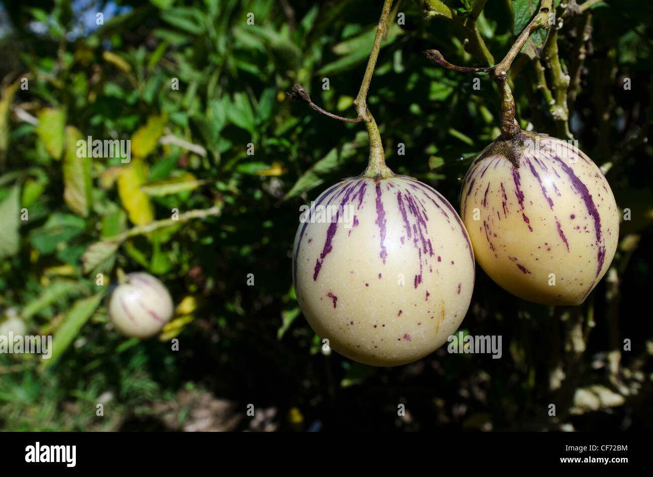 Solanum Muricatum Stock Photos & Solanum Muricatum Stock Images - Alamy