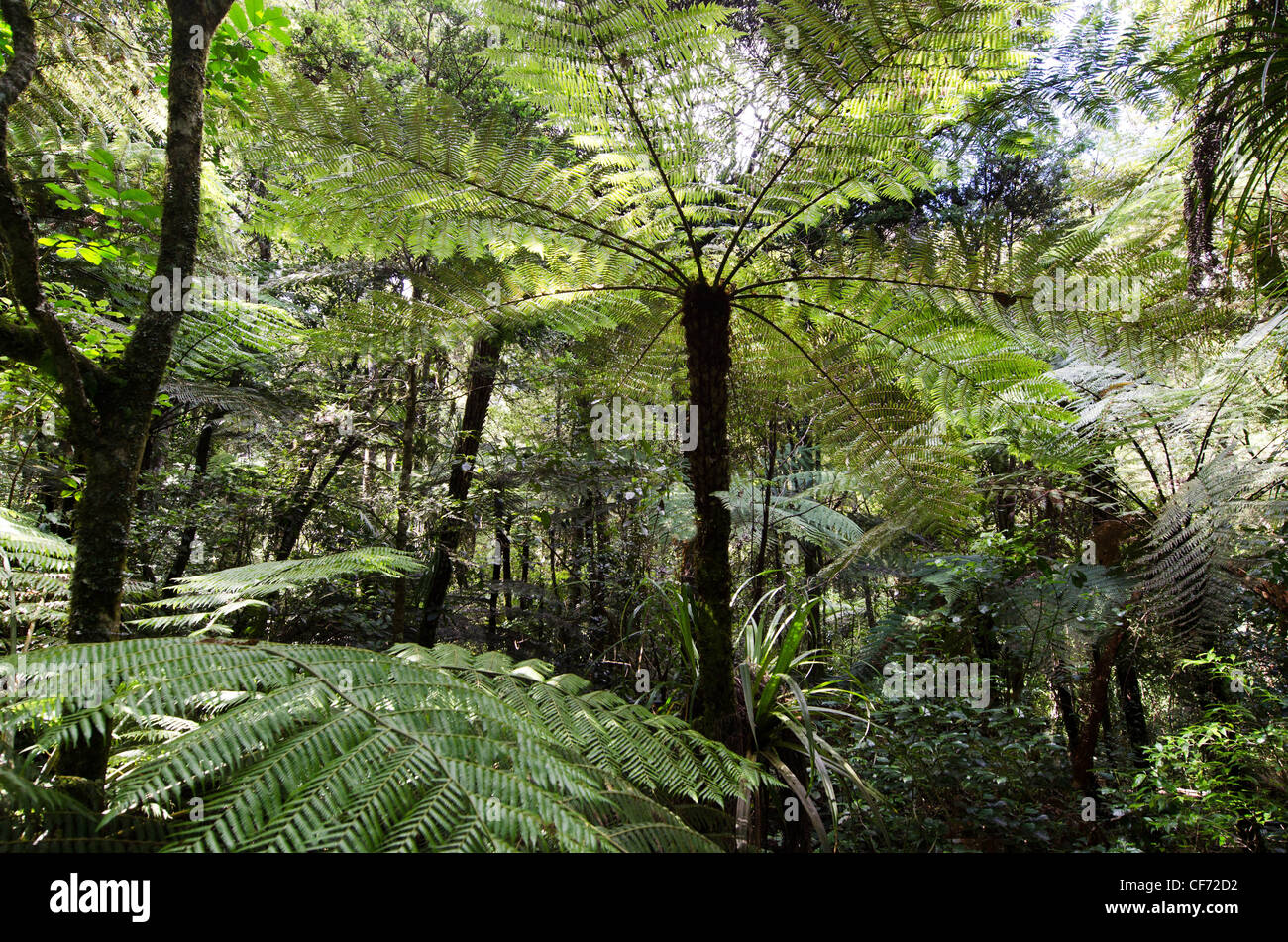 Puketi Kauri Forest High Resolution Stock Photography and Images - Alamy
