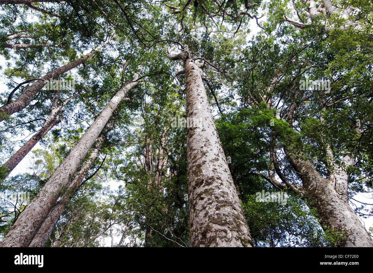 Puketi Kauri Forest High Resolution Stock Photography and Images - Alamy