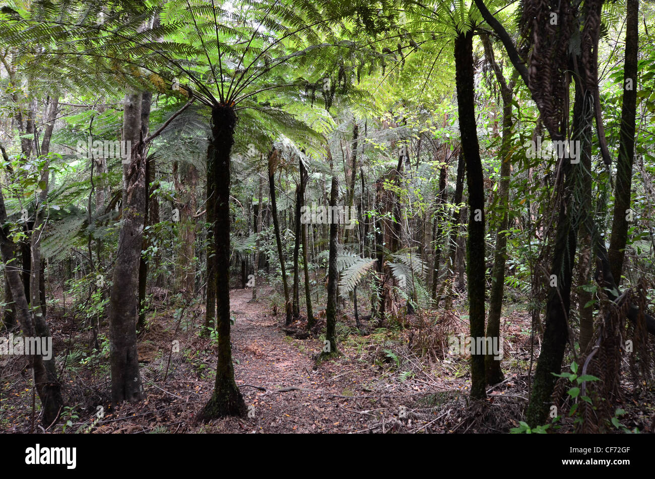 Puketi Kauri Forest High Resolution Stock Photography and Images - Alamy