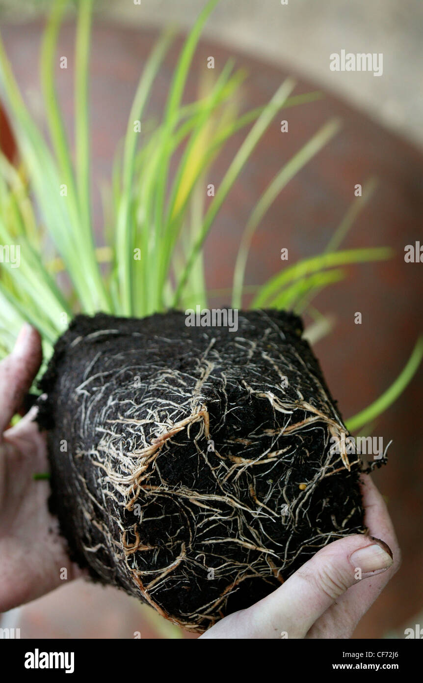 Winter Containers, Check the root ball Stock Photo - Alamy