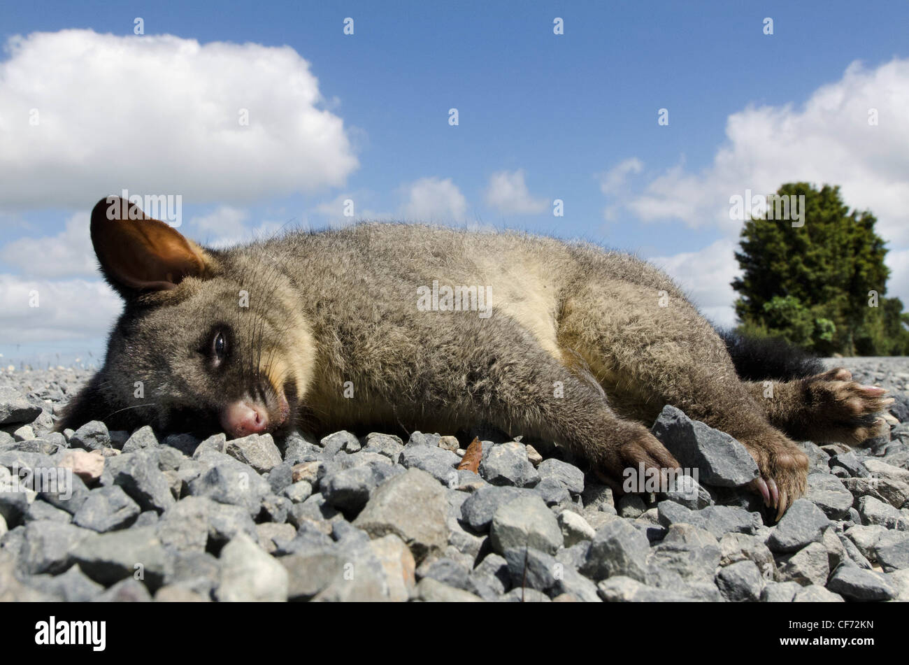 Dead Possum Road Kill In High Resolution Stock Photography and Images ...