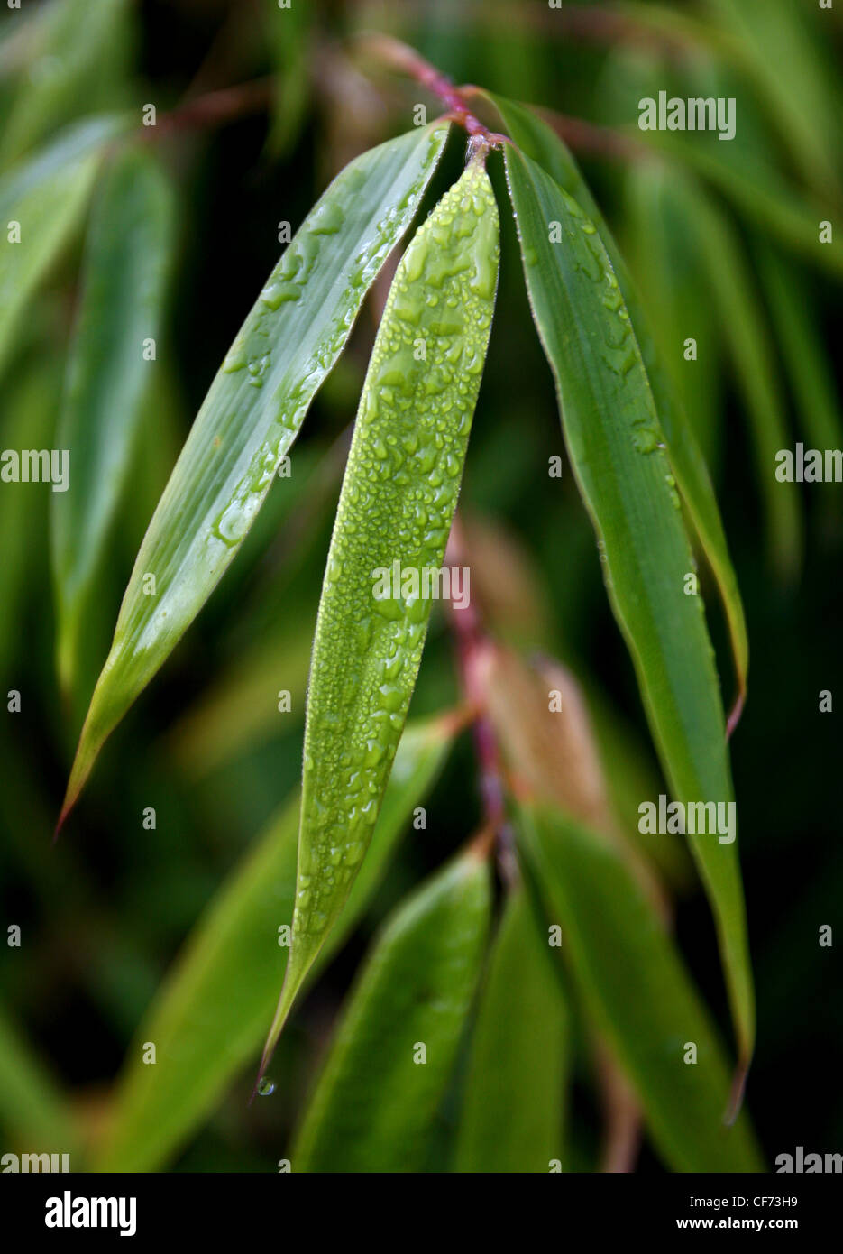 Fargesia Murieliae 'Simba' Bamboo Stock Photo - Alamy