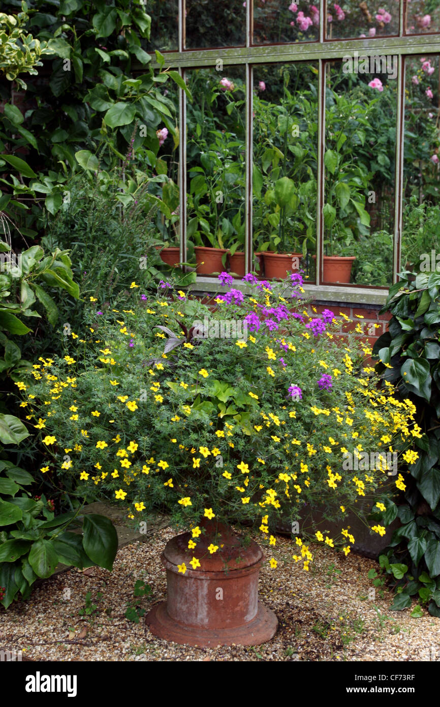 Summer pots Create beautiful summer containers, bringing colour to your ...