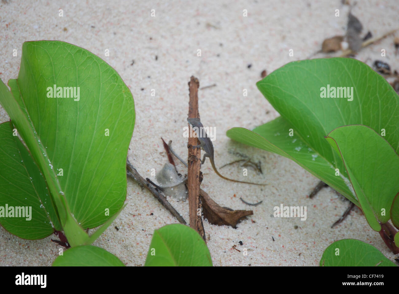 Lizard on a branch on the beach in Bermuda Stock Photo - Alamy