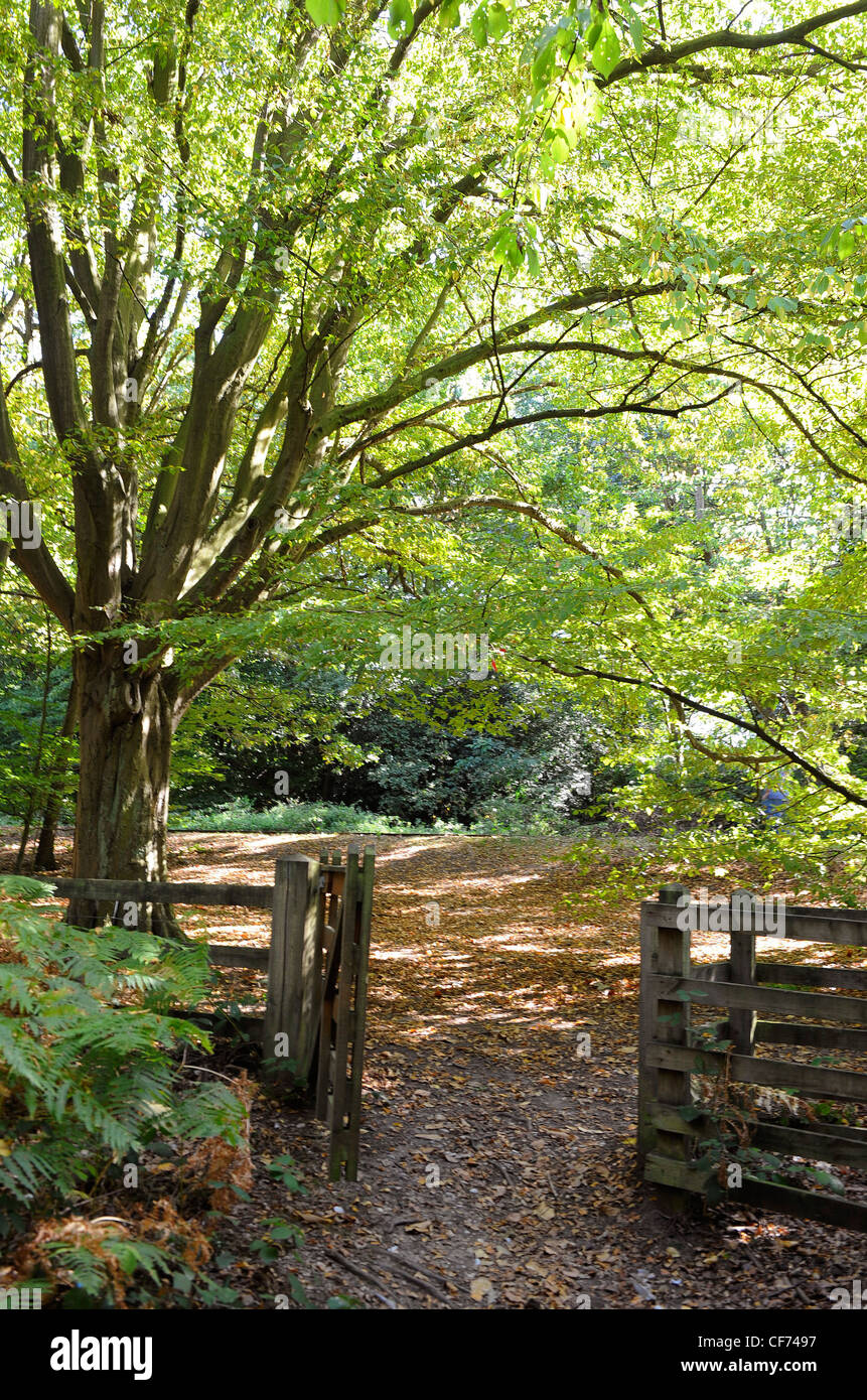 Autumn trees in a wood the leaves turning brown and yellow leaves ...