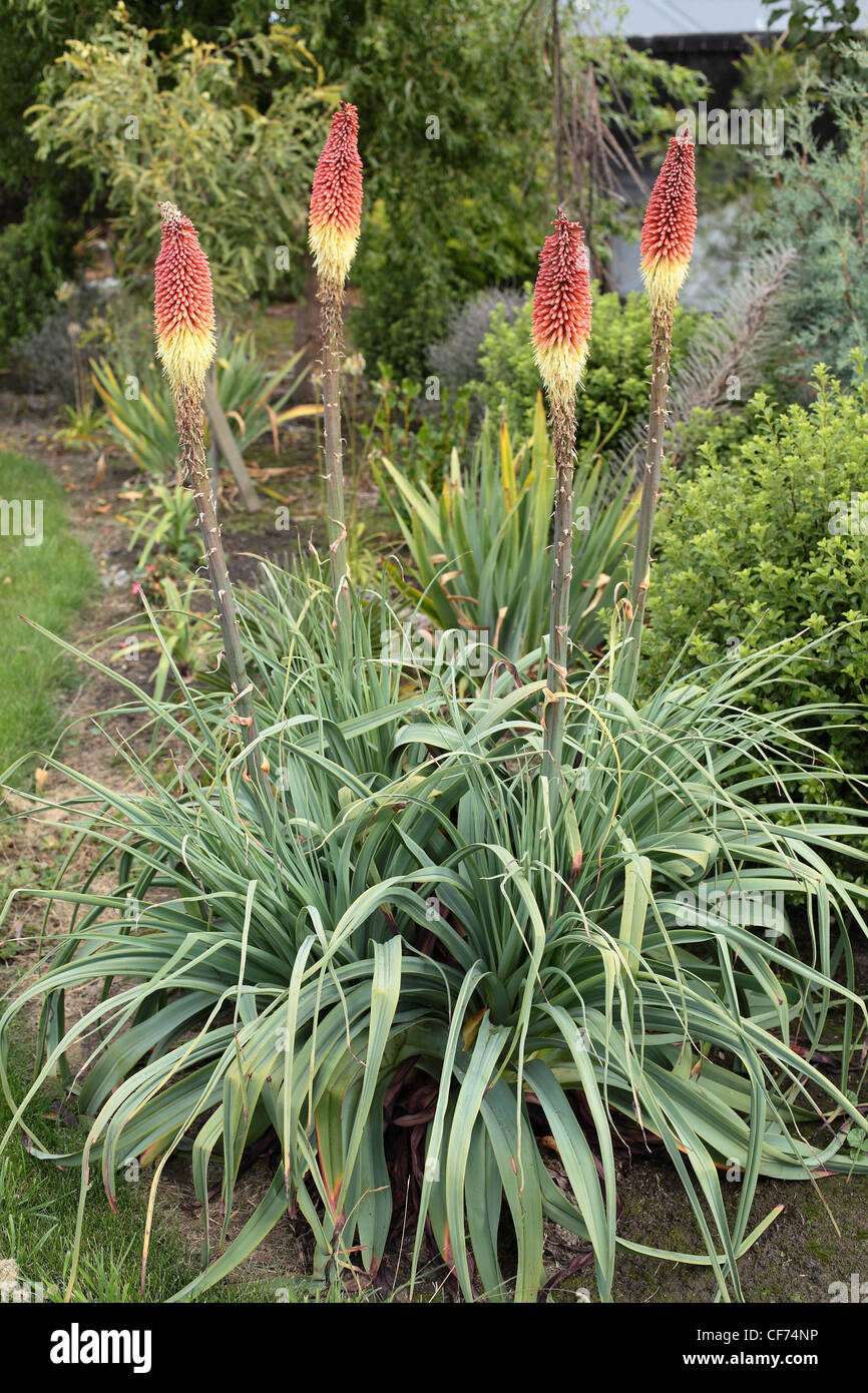 Kniphofia - Red Hot Poker Stock Photo - Alamy