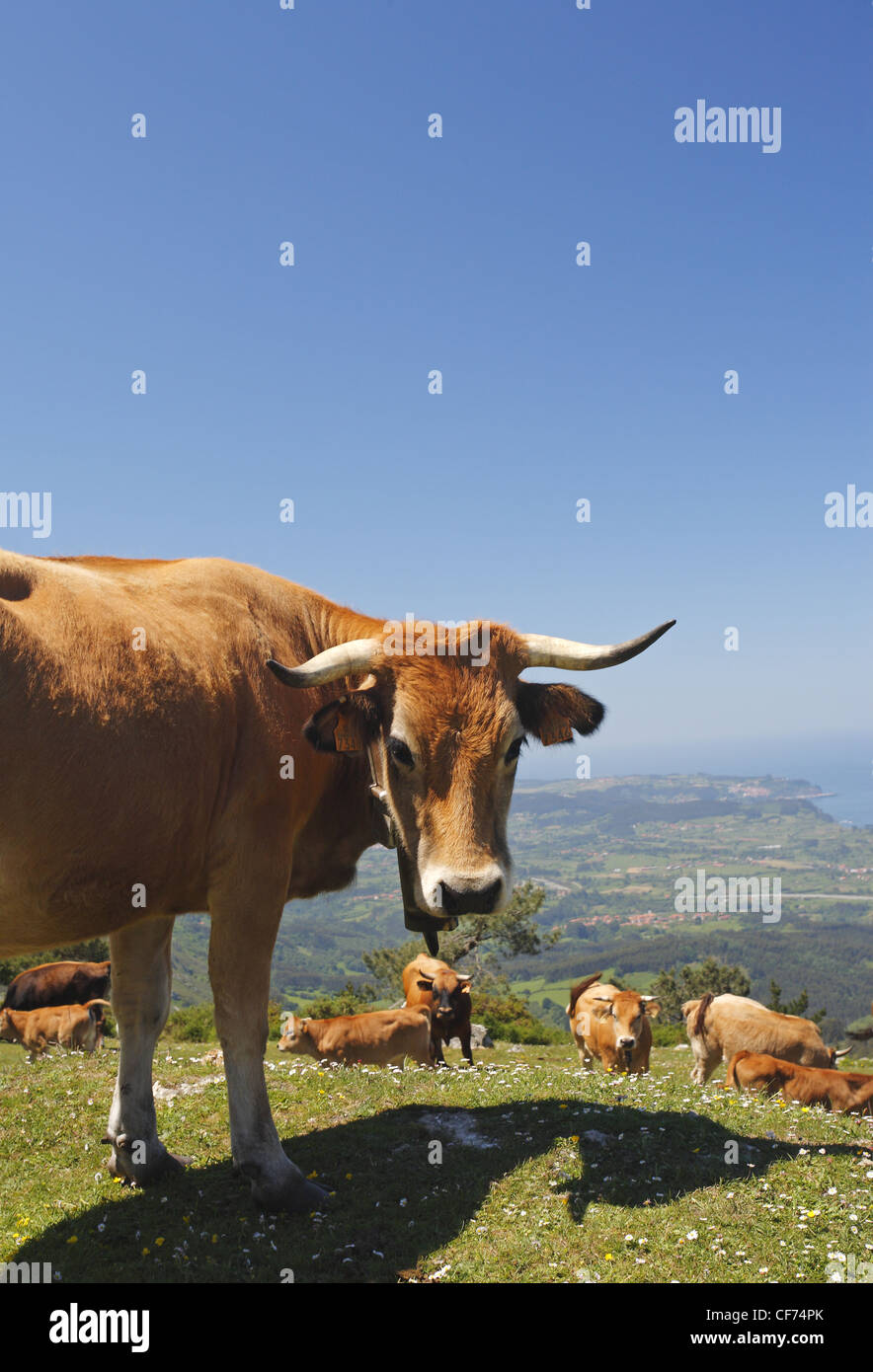Asturian mountain cattle hi-res stock photography and images - Alamy