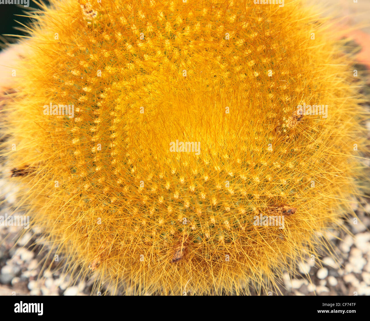 Notocactus hi-res stock photography and images - Alamy