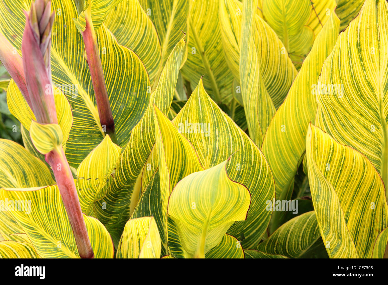 Cannas hi-res stock photography and images - Alamy