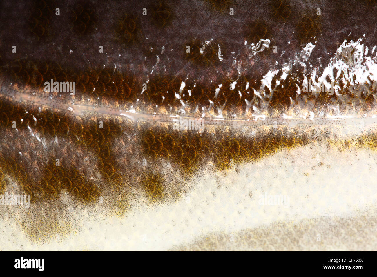 cod fish background nature texture Stock Photo - Alamy