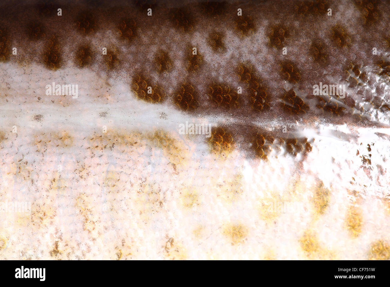 cod fish background nature texture Stock Photo - Alamy