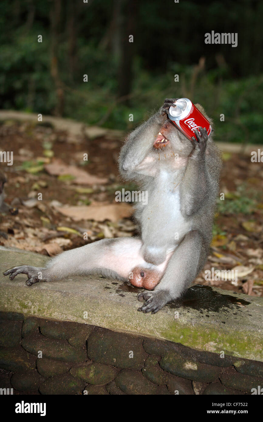 Monkey drinking coca cola hi-res stock photography and images - Alamy