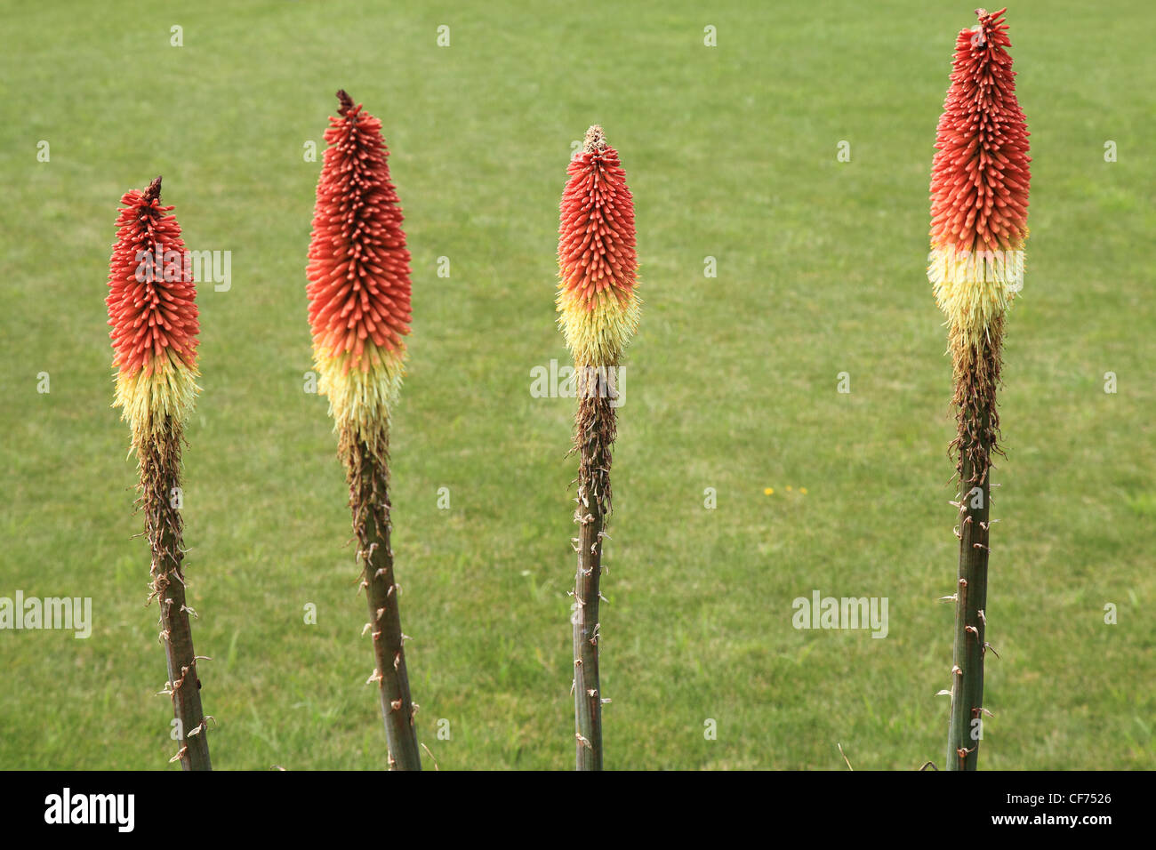 Kniphofia - Red Hot Poker Stock Photo - Alamy