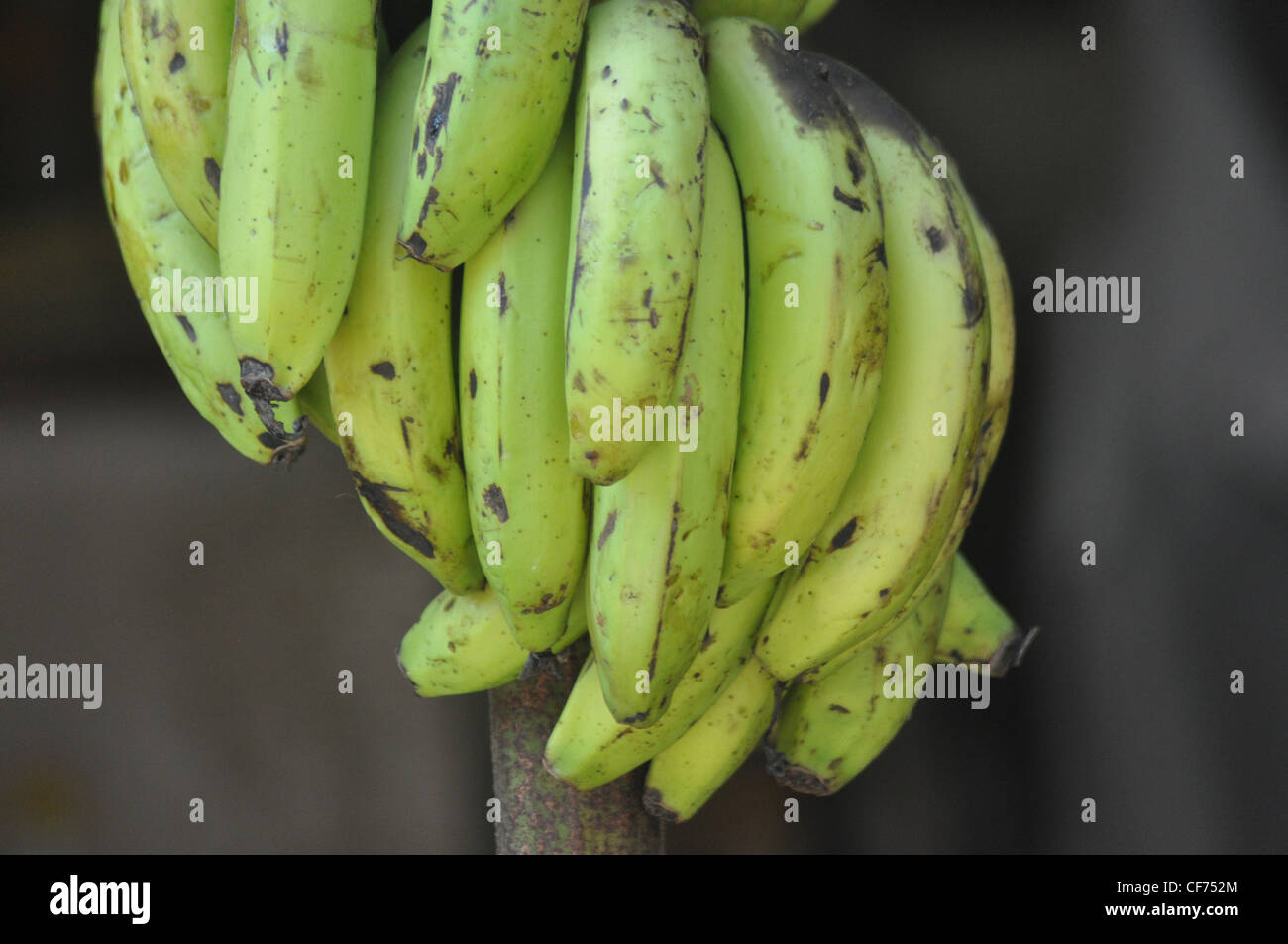 Robusta bananas hi-res stock photography and images - Alamy