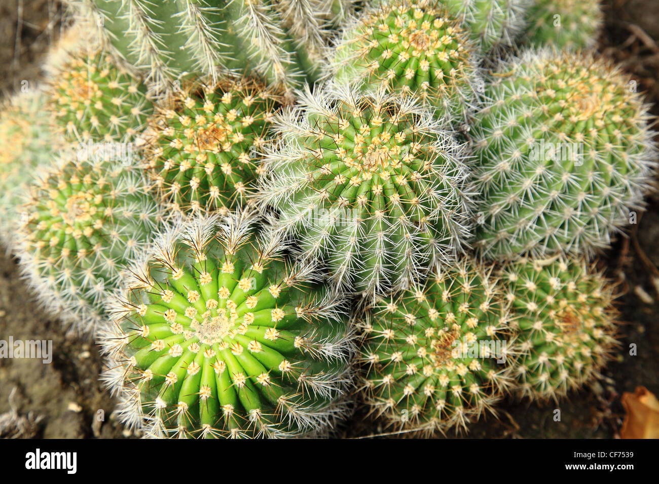 Trichocereus species Cactus Plant Stock Photo - Alamy