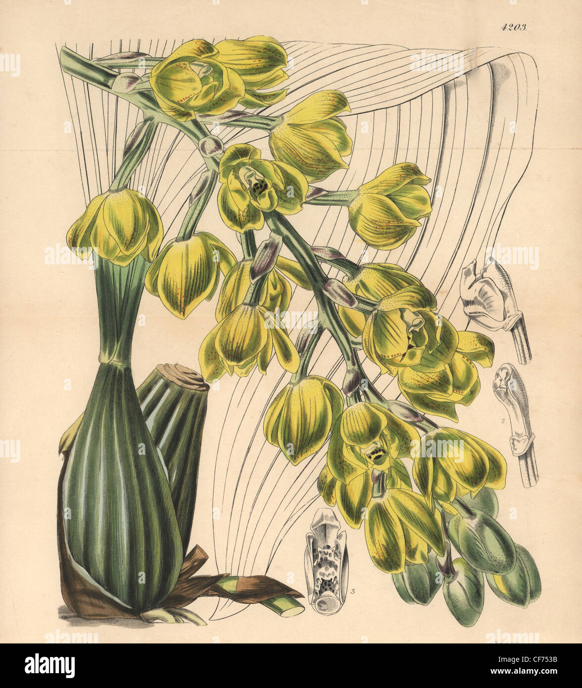 Mr. Barker's dove-flower, Peristeria barkeri Stock Photo - Alamy