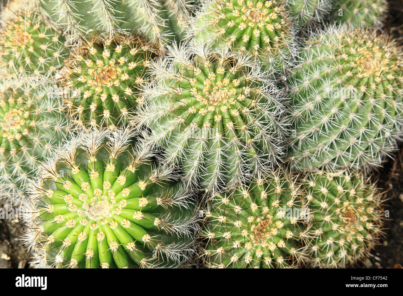 Trichocereus species hi-res stock photography and images - Alamy