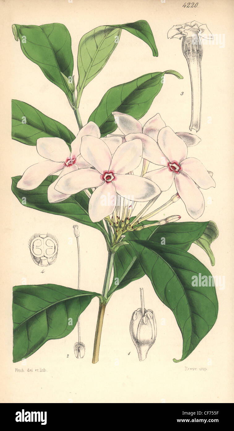 Kopsia fruticosa hi-res stock photography and images - Alamy