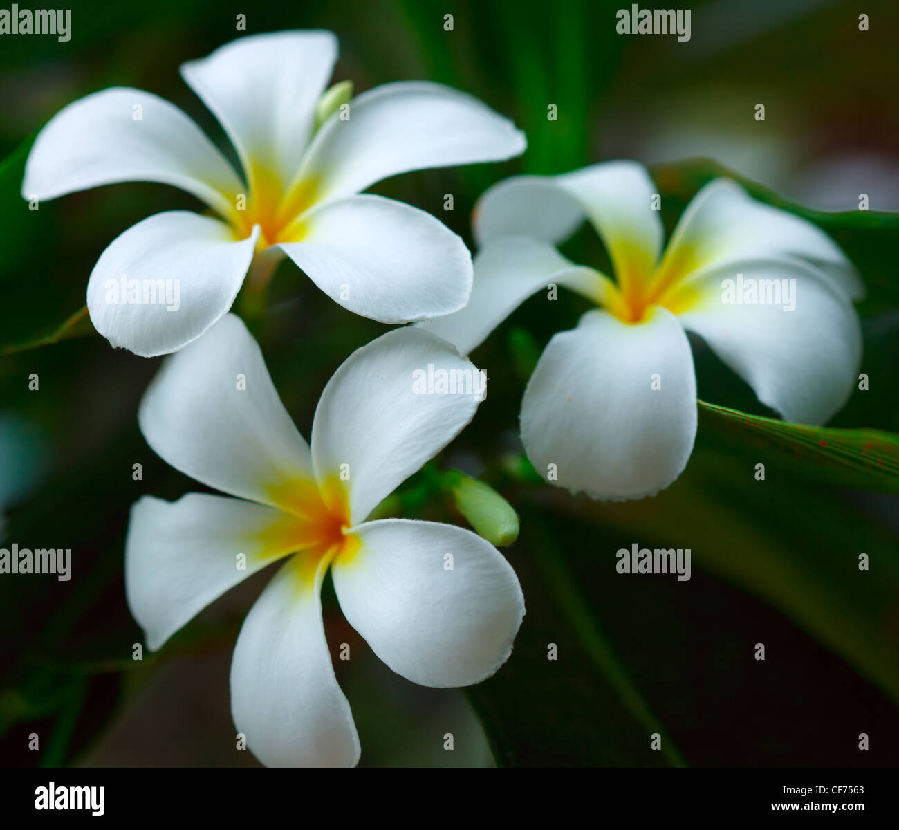 White plumeria hi-res stock photography and images - Alamy