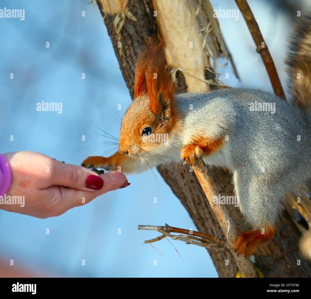 Squirrel eating sunflower seeds, which takes a hand Stock Photo - Alamy