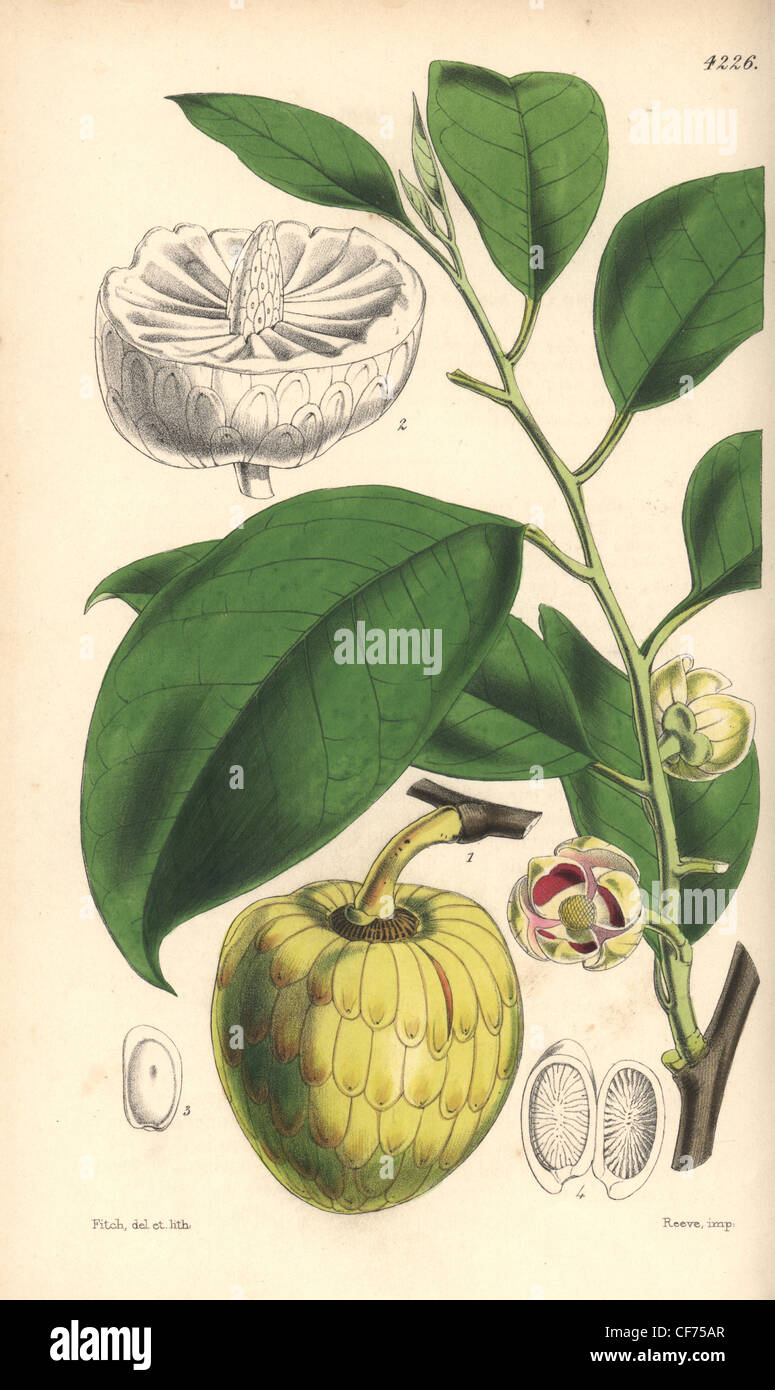 Alligator apple hi-res stock photography and images - Alamy