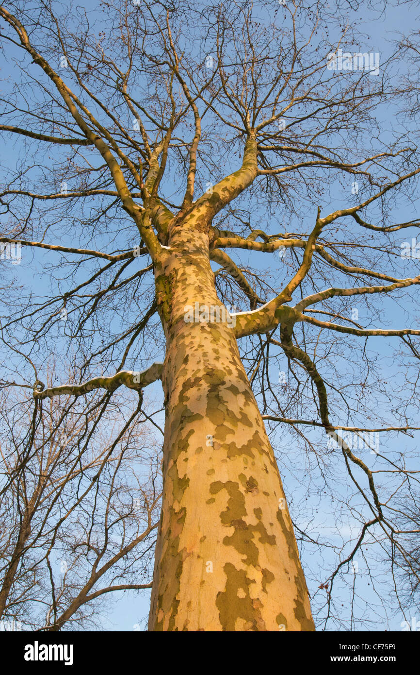 Platanus tree in Winter Stock Photo - Alamy