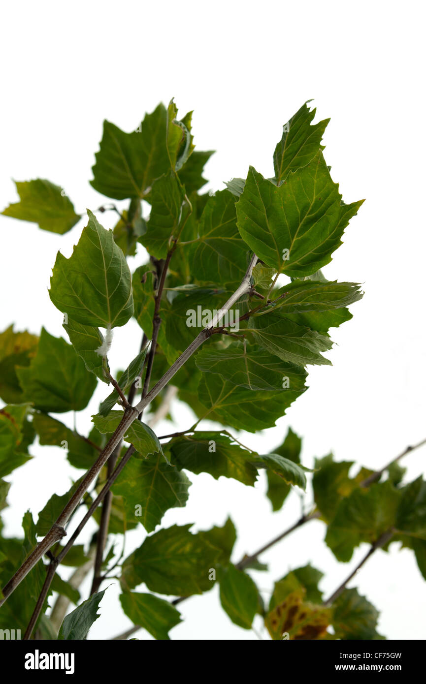 Close up sycamore leaves hi-res stock photography and images - Alamy