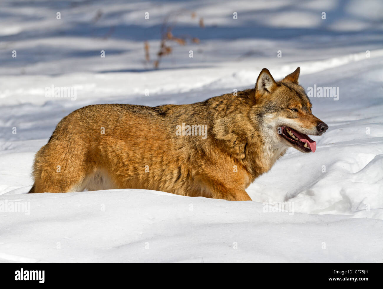 Wolf (Canis lupus Stock Photo - Alamy