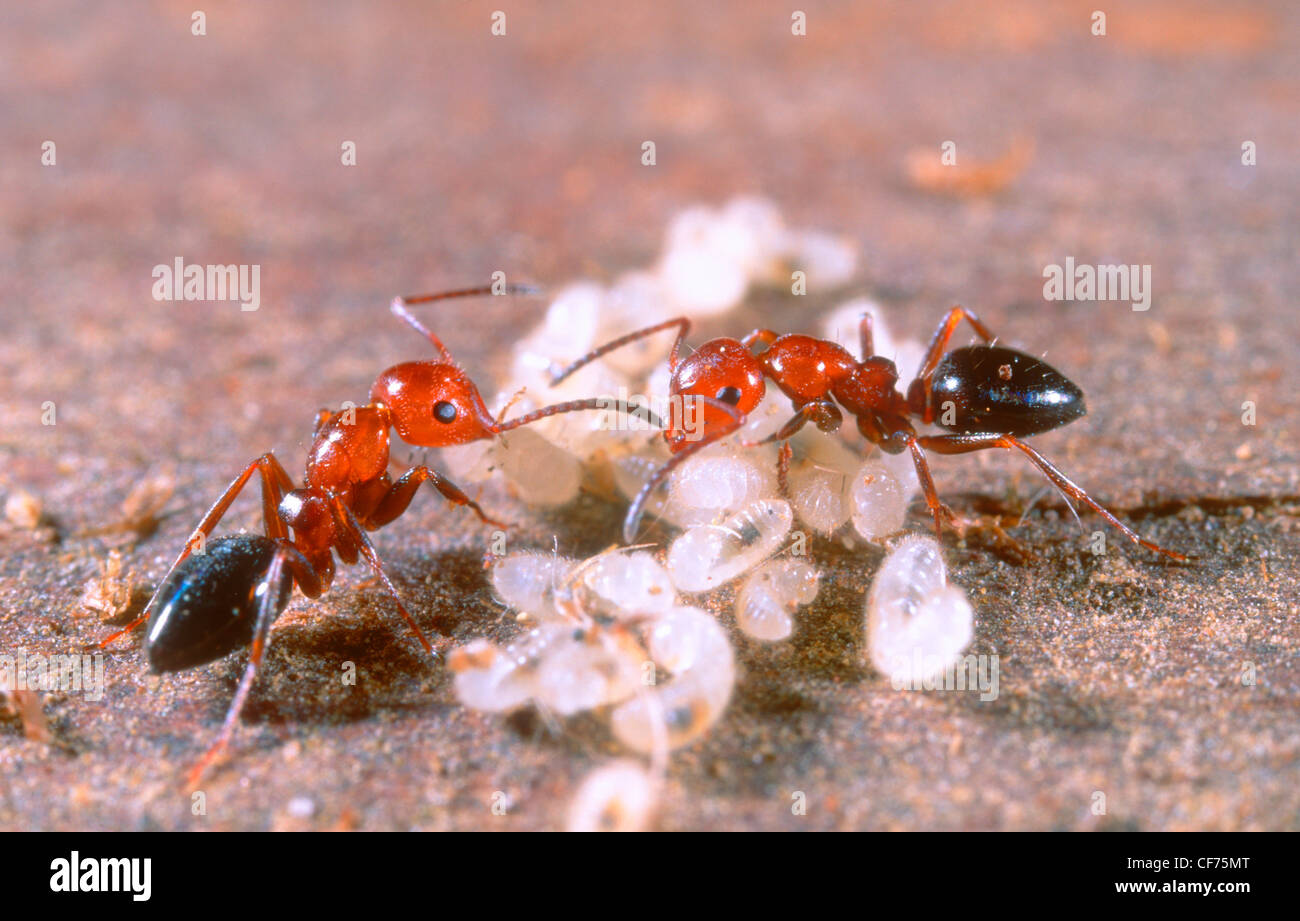 Cocktail Ants, Crematogaster scutellaris. Two workers carrying larvae ...