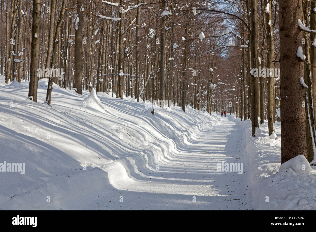 Deep forest hiking trail hi-res stock photography and images - Alamy
