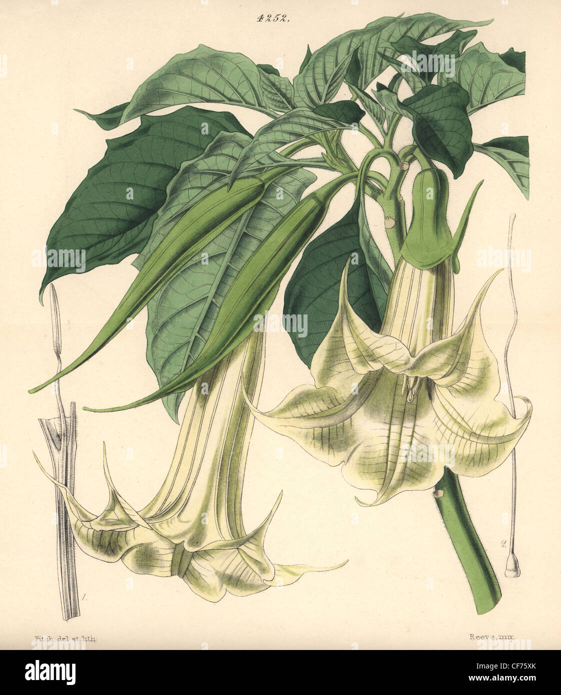 Horn-bearing datura, Datura cornigera. Angel's trumpet, Brugmansia ...