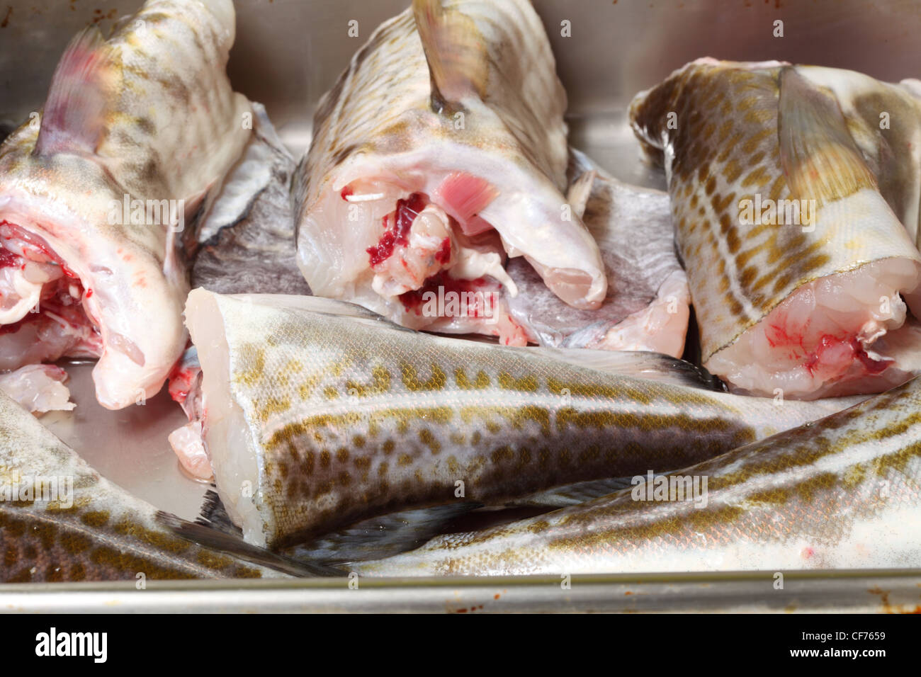 Raw cod fish fillets in kitchen Stock Photo - Alamy