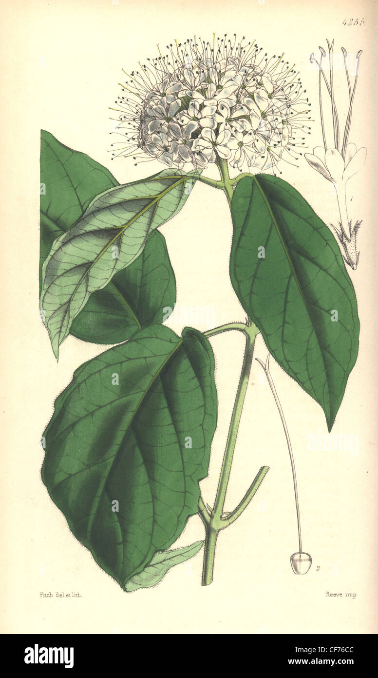 Sinuate leaved clerodendron, Clerodendron sinuatum Stock Photo - Alamy