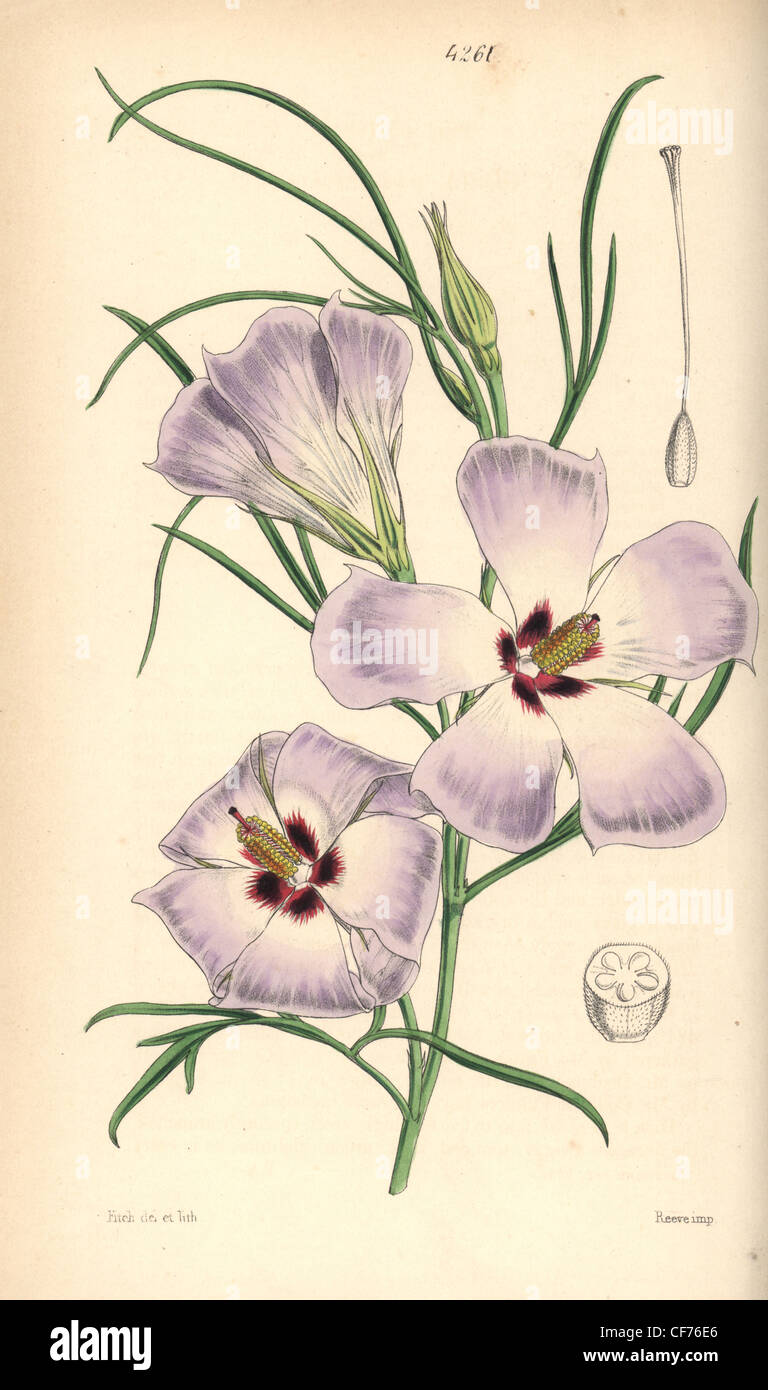 Hakea leaved hi-res stock photography and images - Alamy