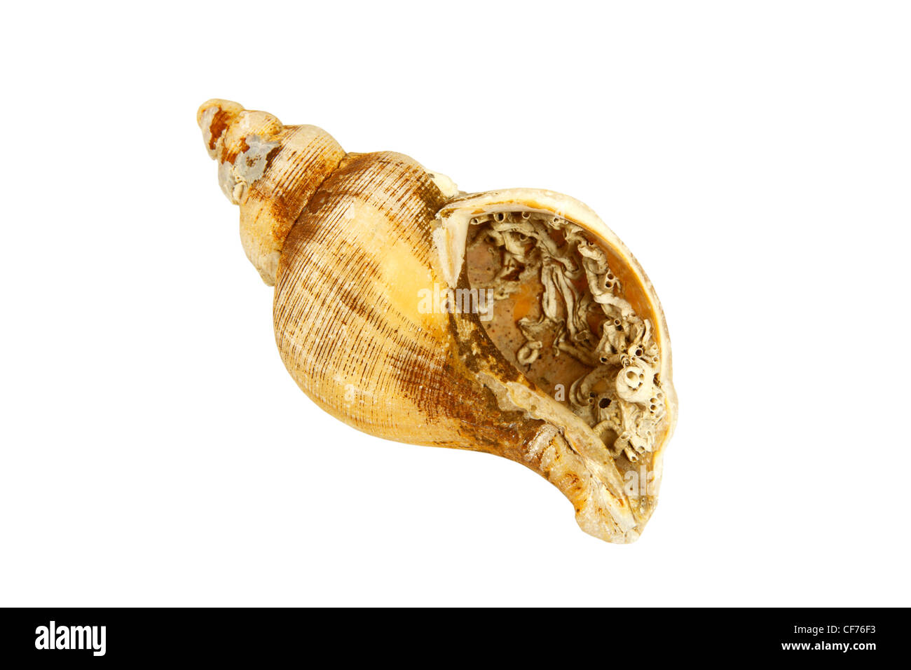 Large Conch shell Stock Photo - Alamy