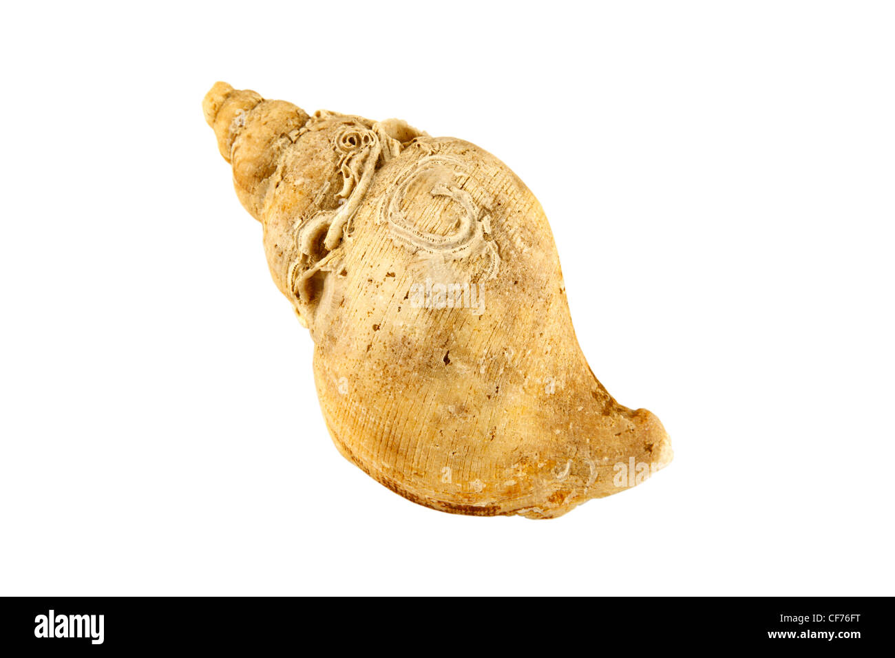 Large Conch shell Stock Photo - Alamy