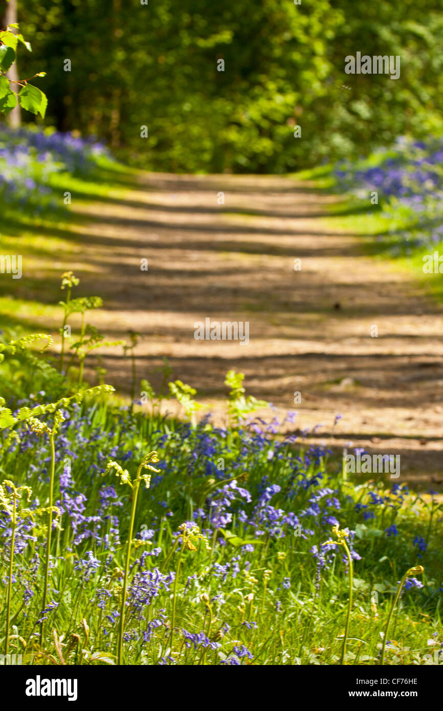 Woods woodland outside hi-res stock photography and images - Alamy