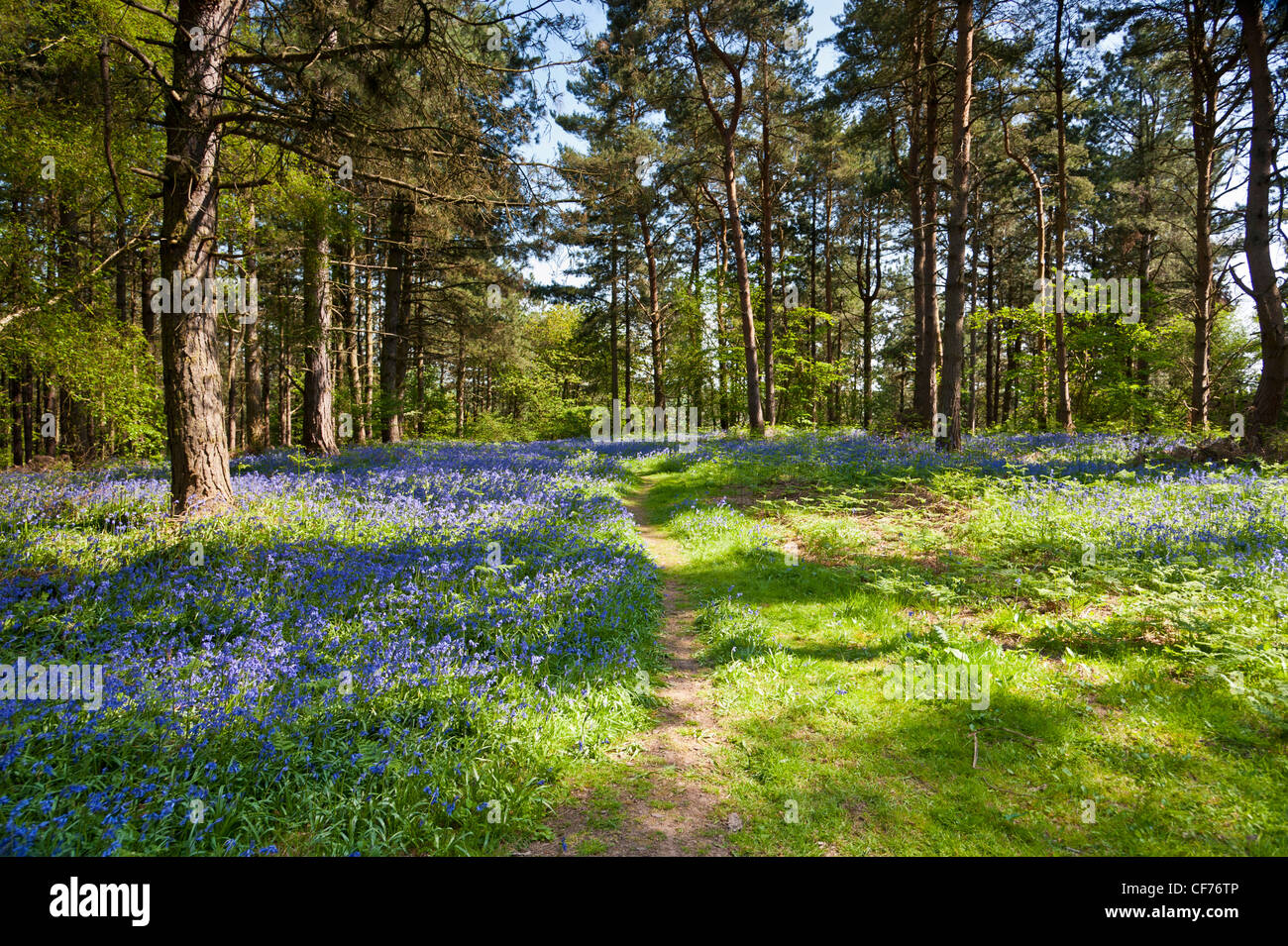 Bluebells in the woods hi-res stock photography and images - Alamy