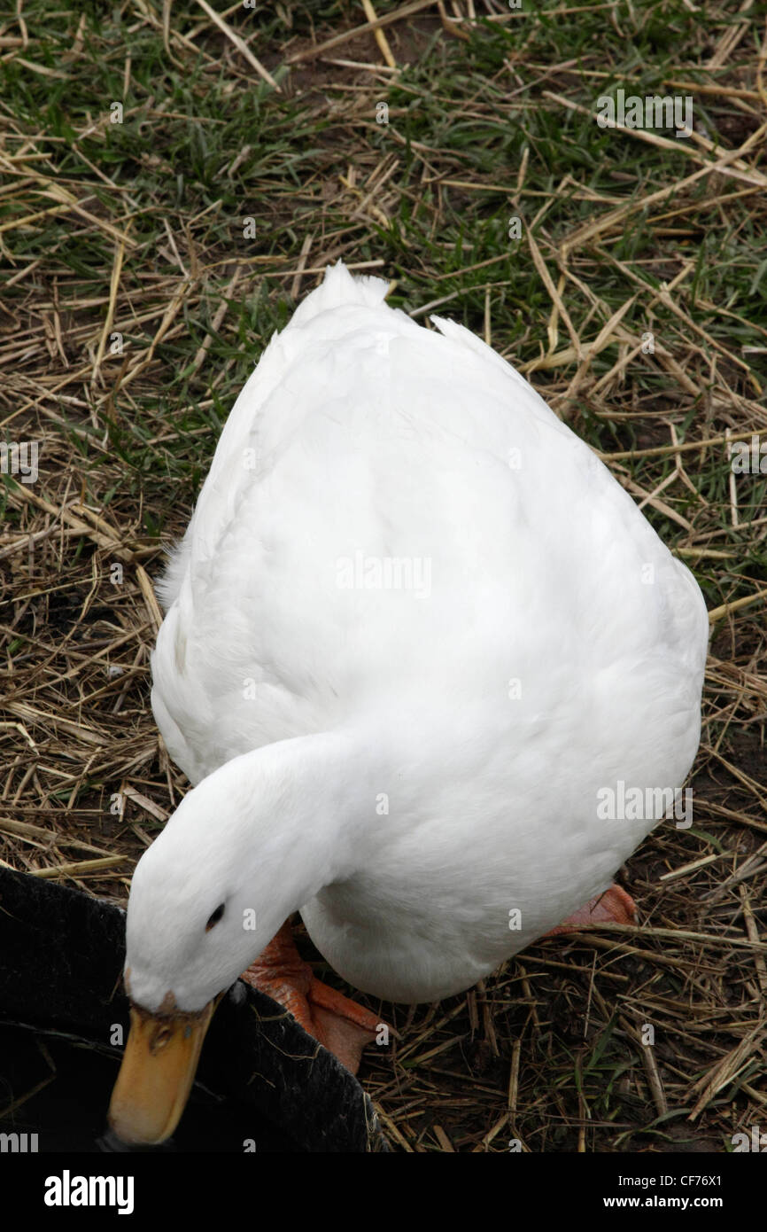 British white duck hi-res stock photography and images - Alamy