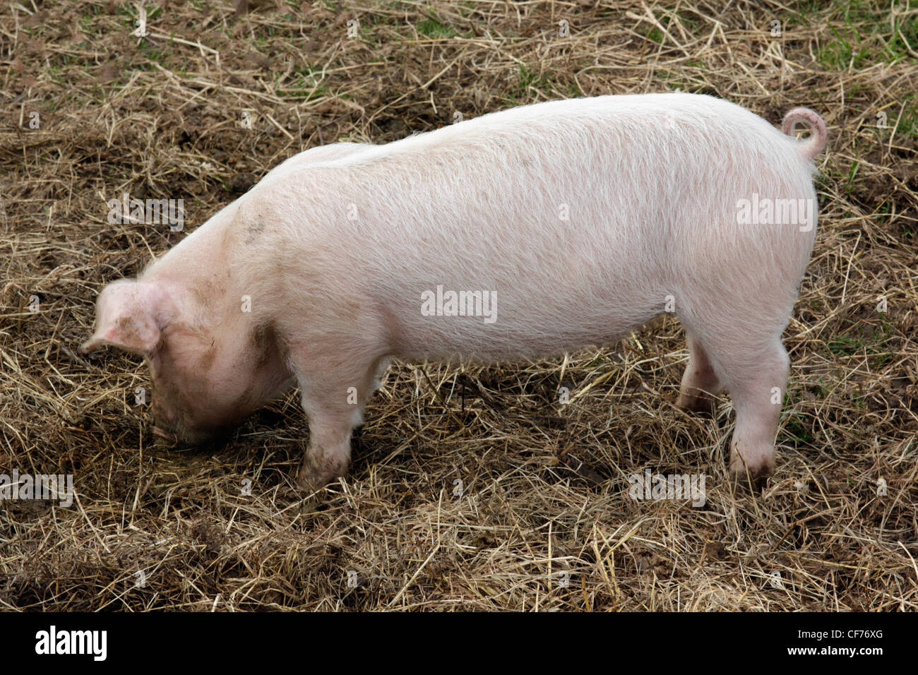 British lop eared pig rooting Stock Photo - Alamy
