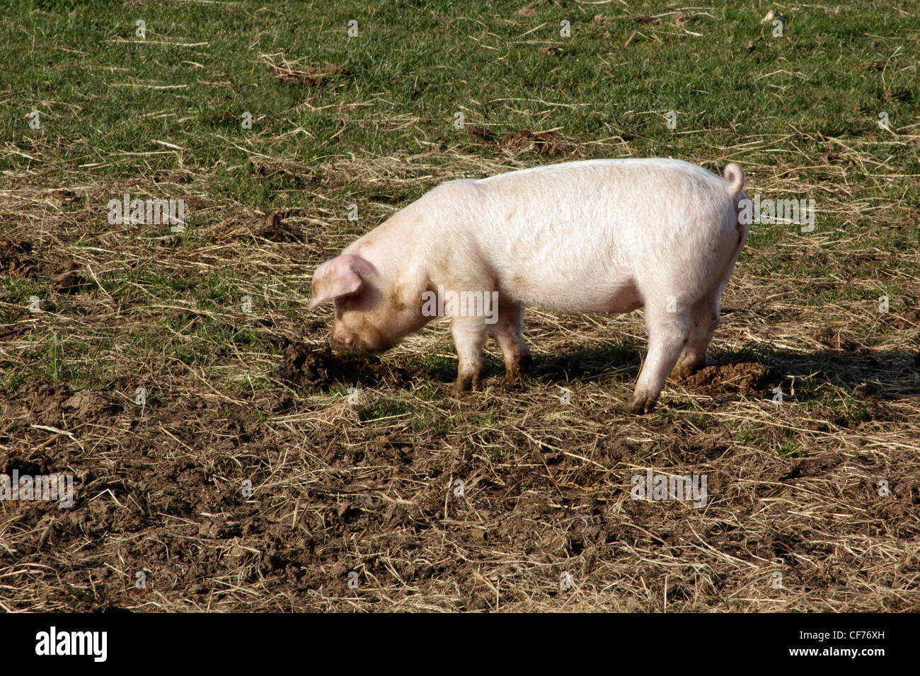 British lop eared pig rooting Stock Photo - Alamy