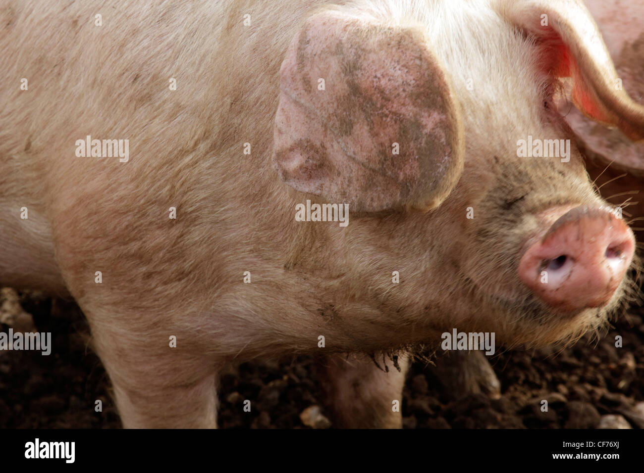Pig Rooting Stock Photos & Pig Rooting Stock Images - Alamy
