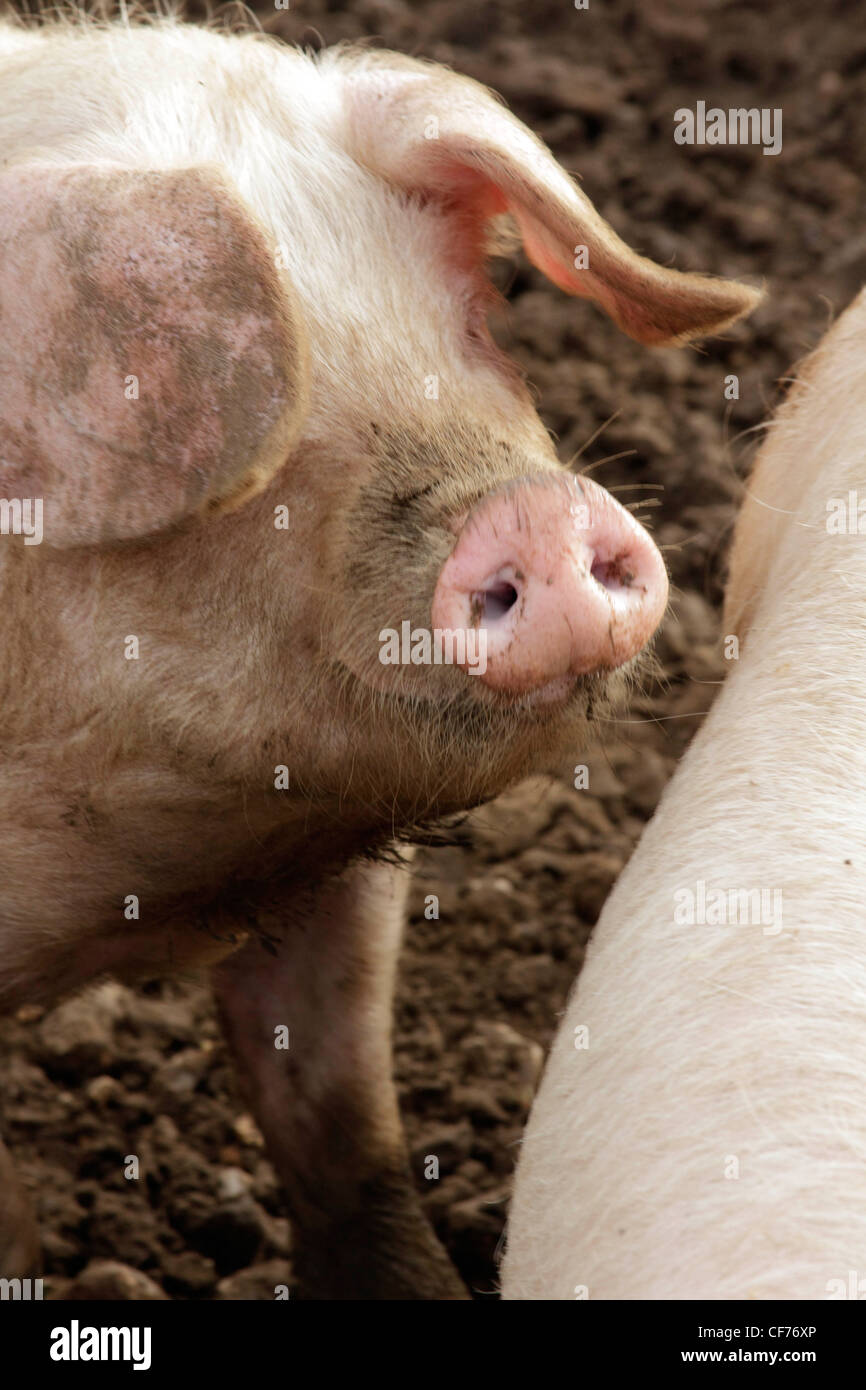 British lop eared pig rooting Stock Photo - Alamy