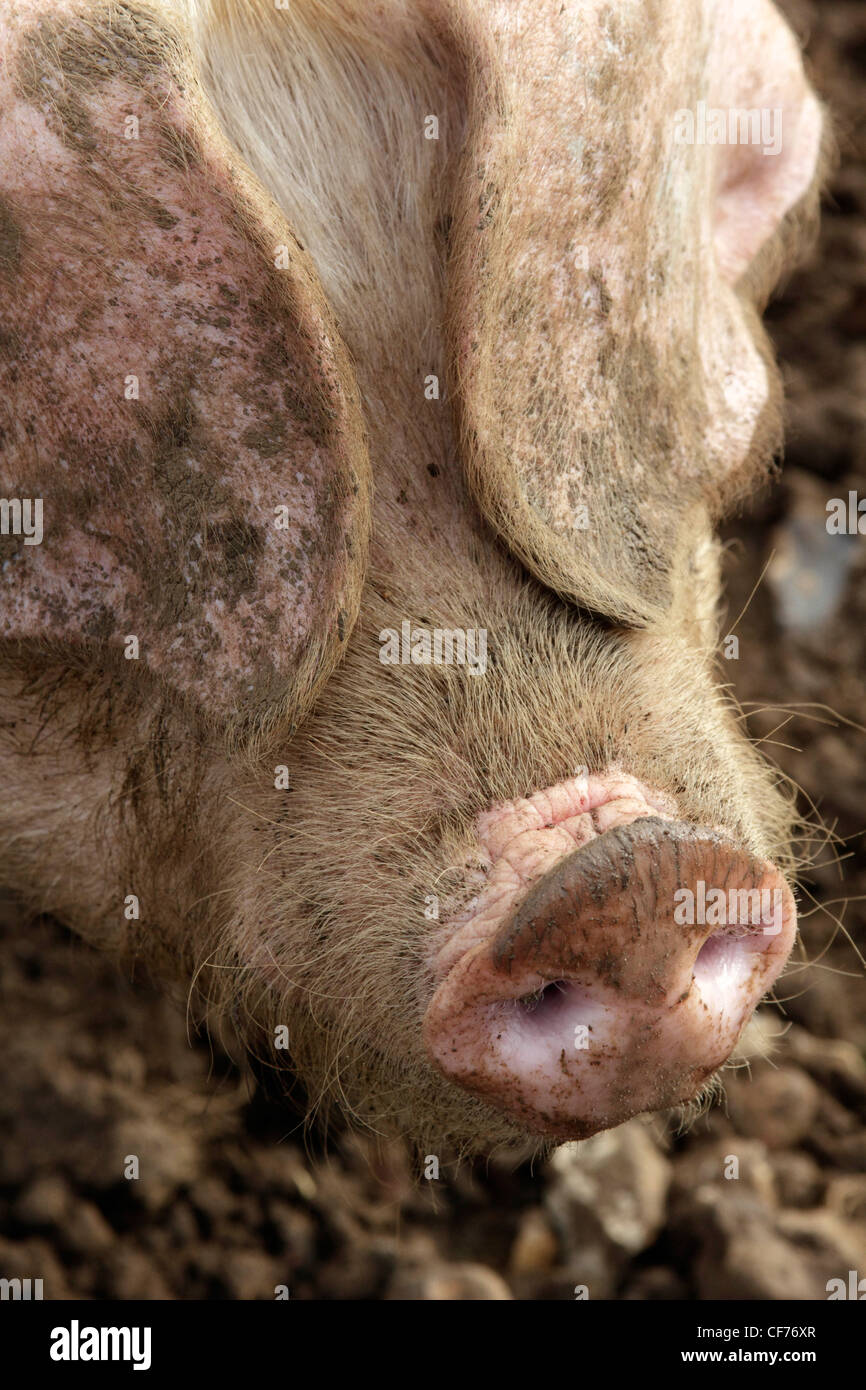 Rare pig breeds hi-res stock photography and images - Alamy