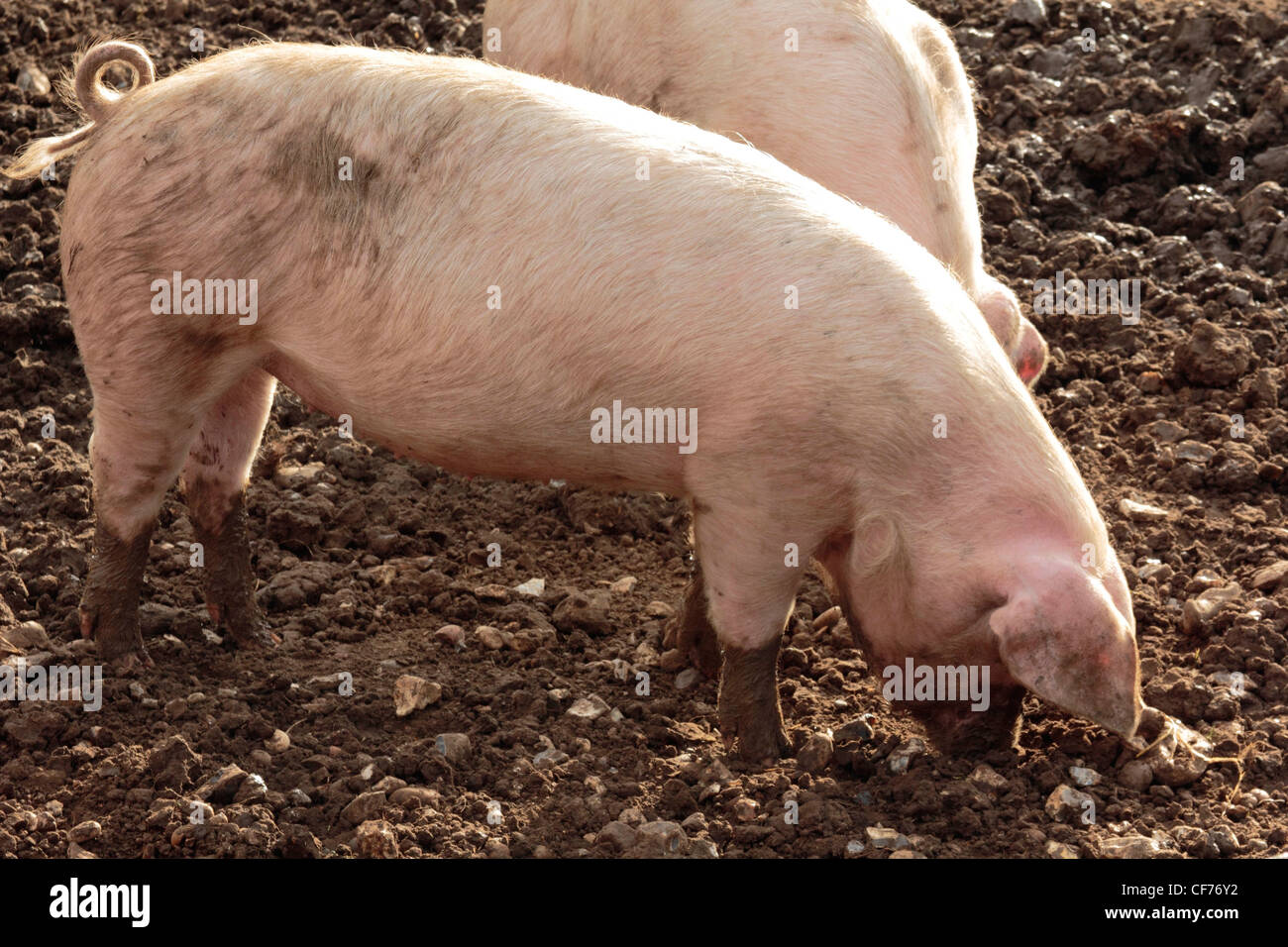 British lop eared pigs rooting Stock Photo - Alamy