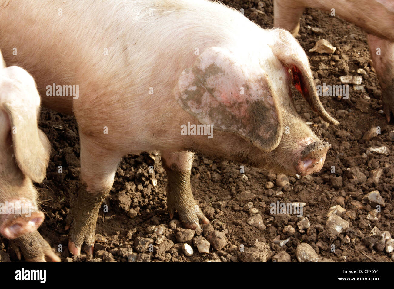 British farming food hi-res stock photography and images - Alamy