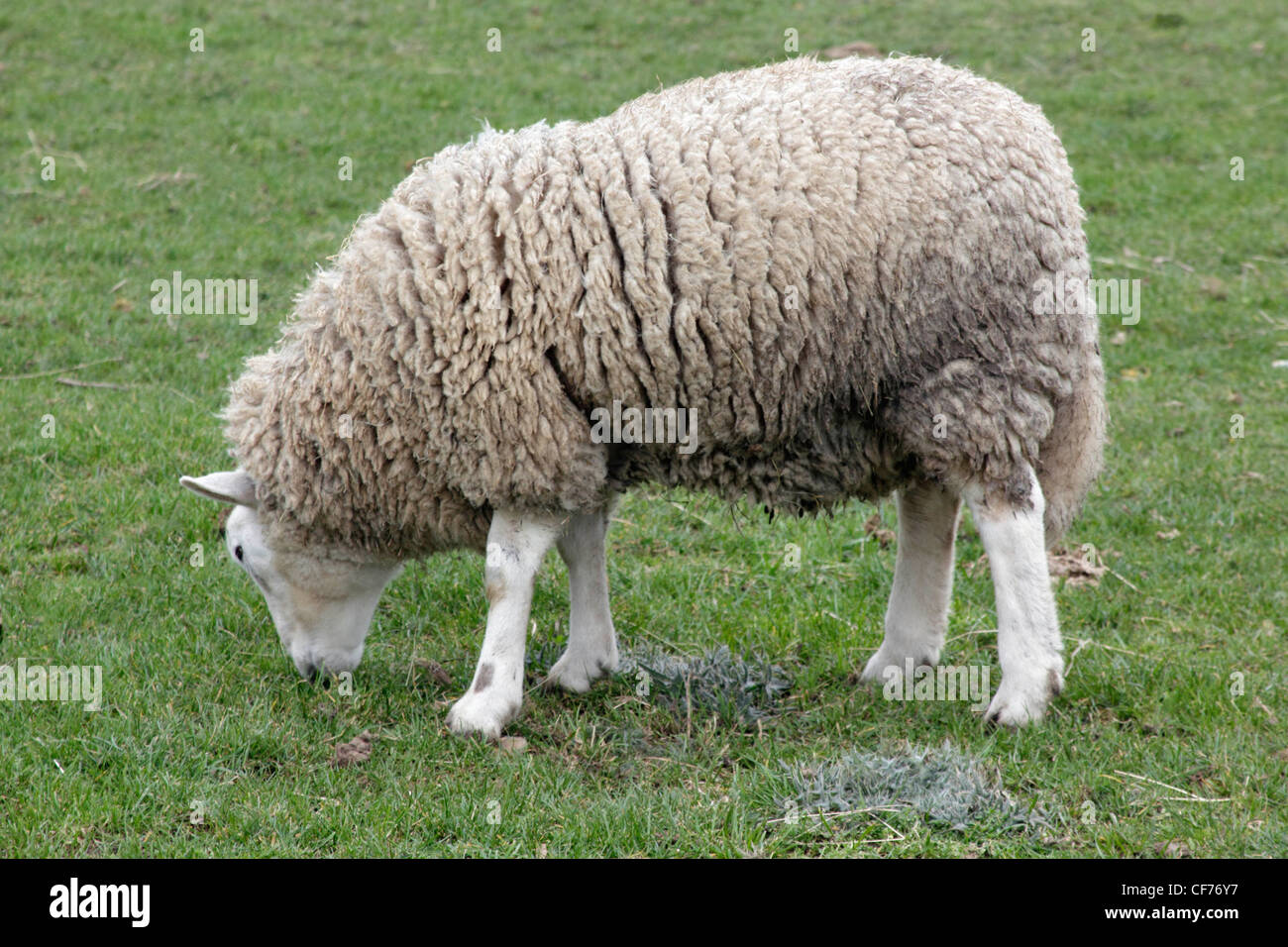 Lleyn sheep hi-res stock photography and images - Alamy