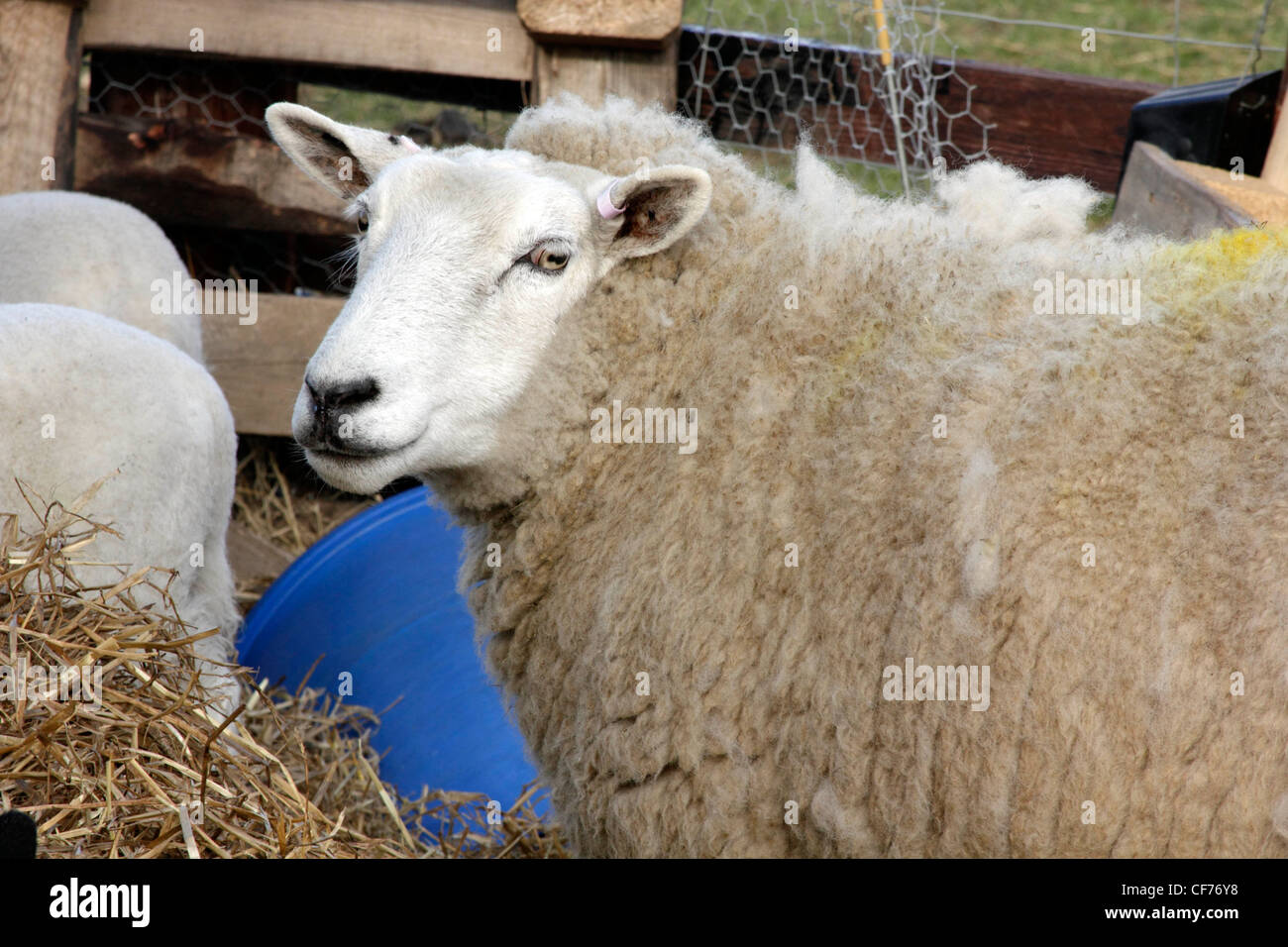 Welsh Lleyn sheep Stock Photo - Alamy