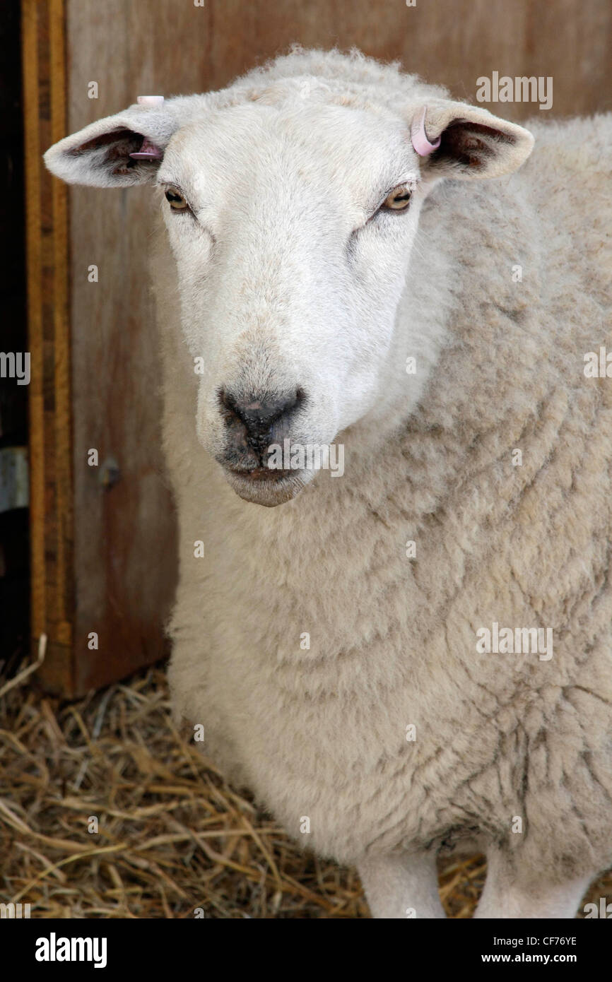 Lleyn sheep hi-res stock photography and images - Alamy